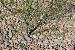 Buff Beach Pebbles Wholesale | Bulk Stone Supply