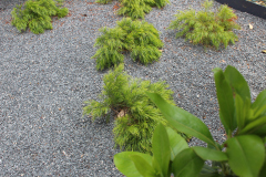 La Paz Beach Pebble Gallery | Aesthetic Stones for Landscaping