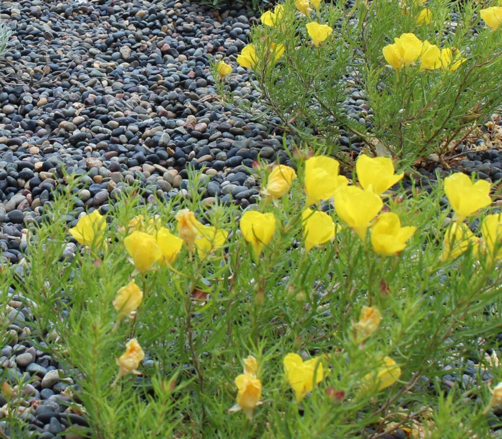 Guide to the Beauty of Mexican Beach Pebble - WSS