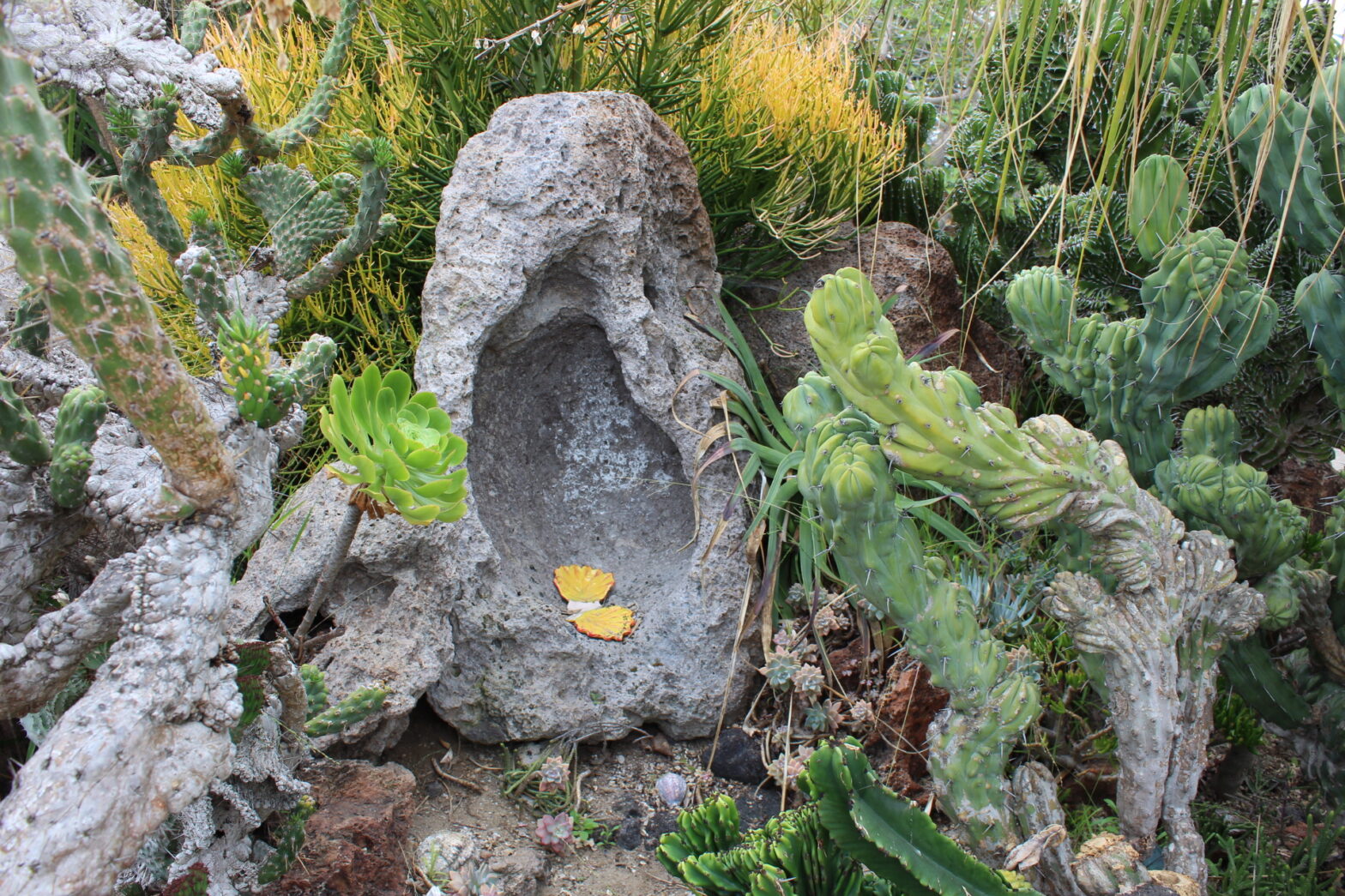 Shop Pot Rock (AKA Bowl Rock) Large 24"-36"